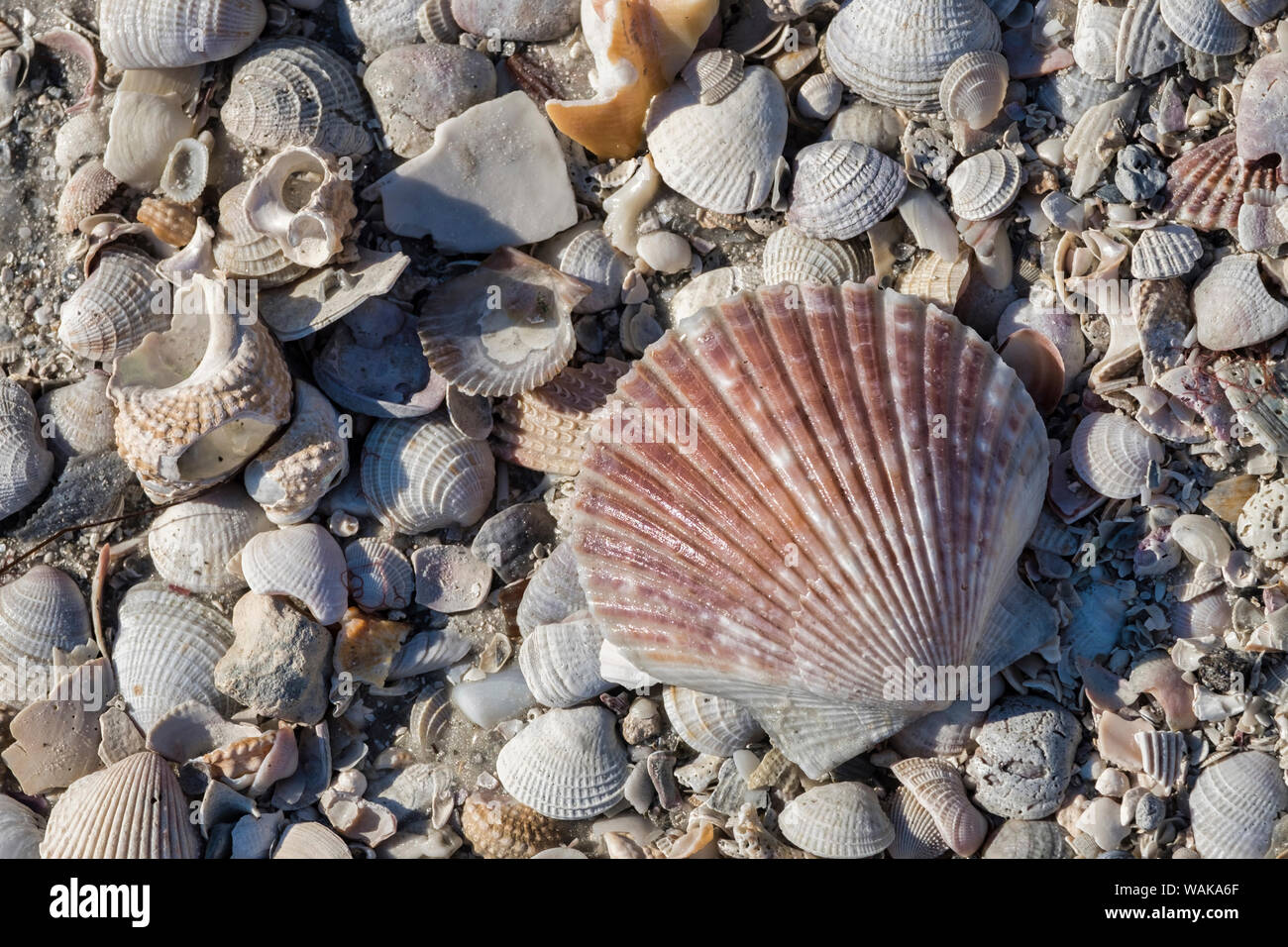 Seashells, Honeymoon Island State Park, Dunedin, Florida, USA Stock ...