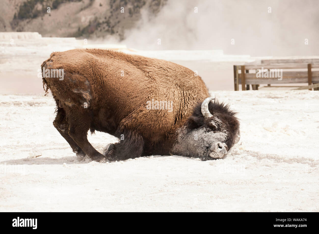 Yellowstone National Park, Wyoming, USA. Bison rolling in calcium ...