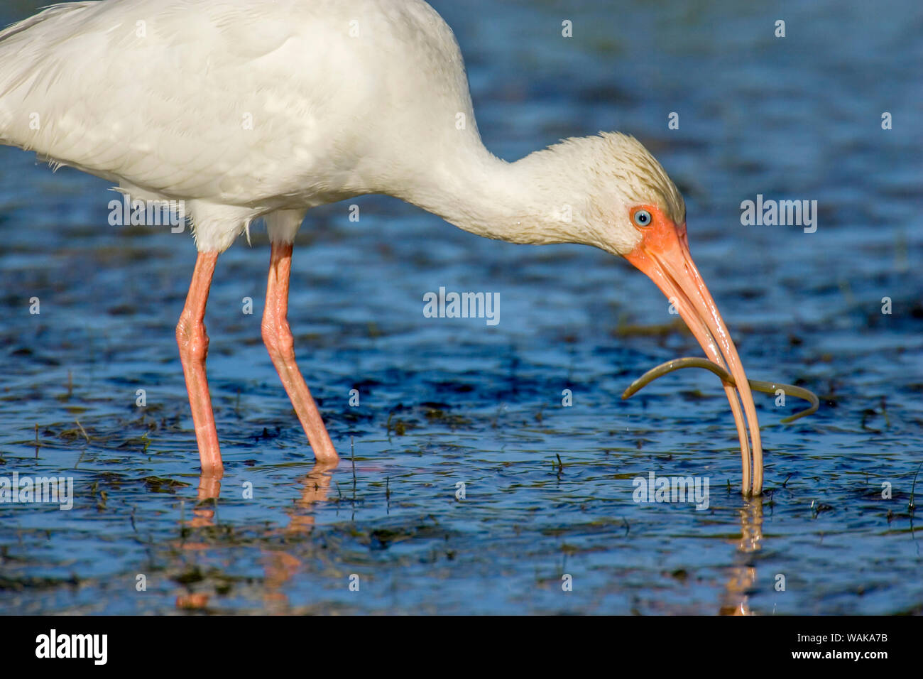 Little Estero Lagoon, Fort Myers Beach, Florida., USA. White Ibis ...