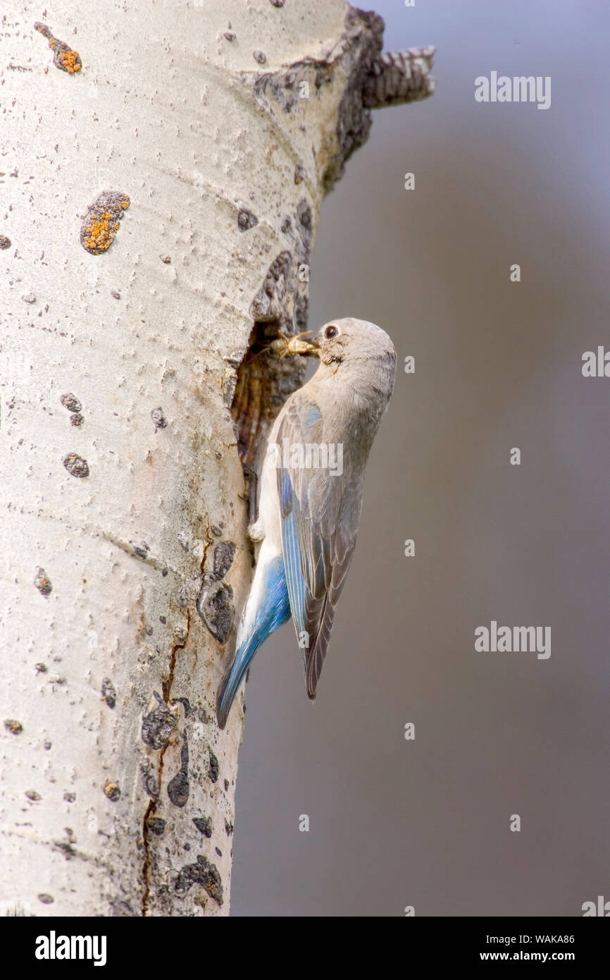 Yellowstone National Park, Wyoming, USA. Female mountain bluebird ...