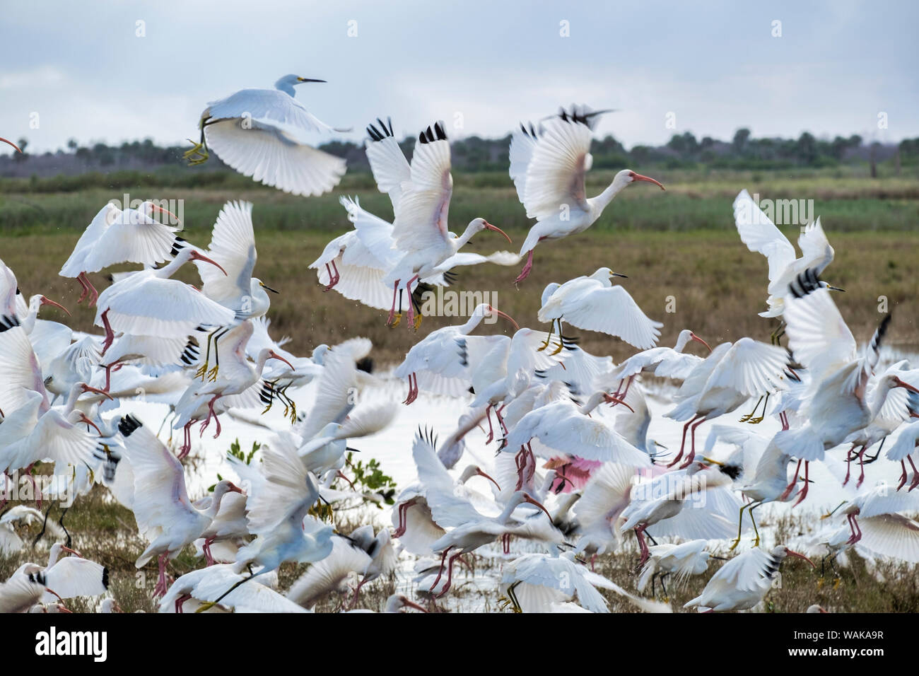 White ibis flying hi-res stock photography and images - Alamy