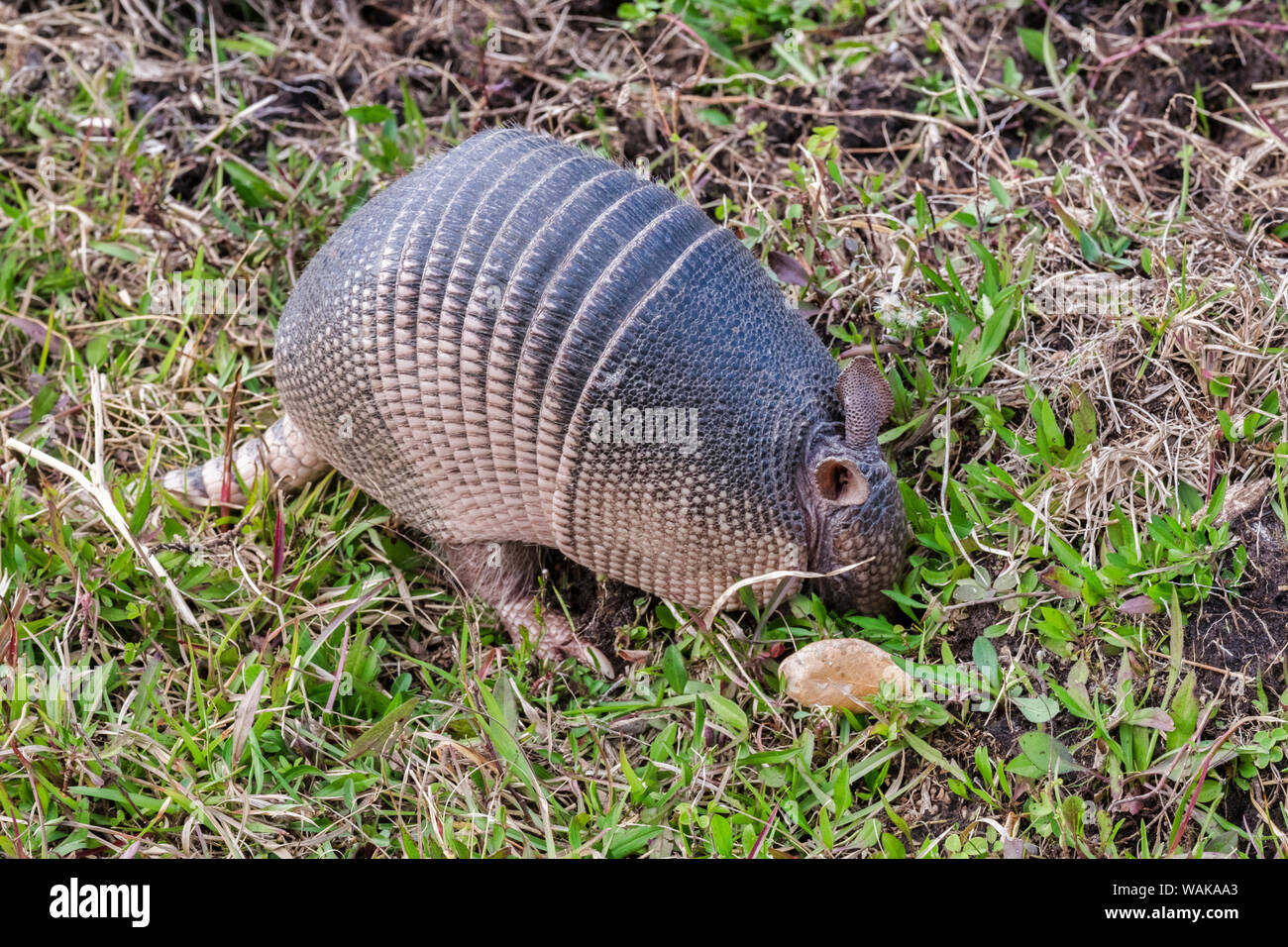 Armadillo Food High Resolution Stock Photography and Images - Alamy