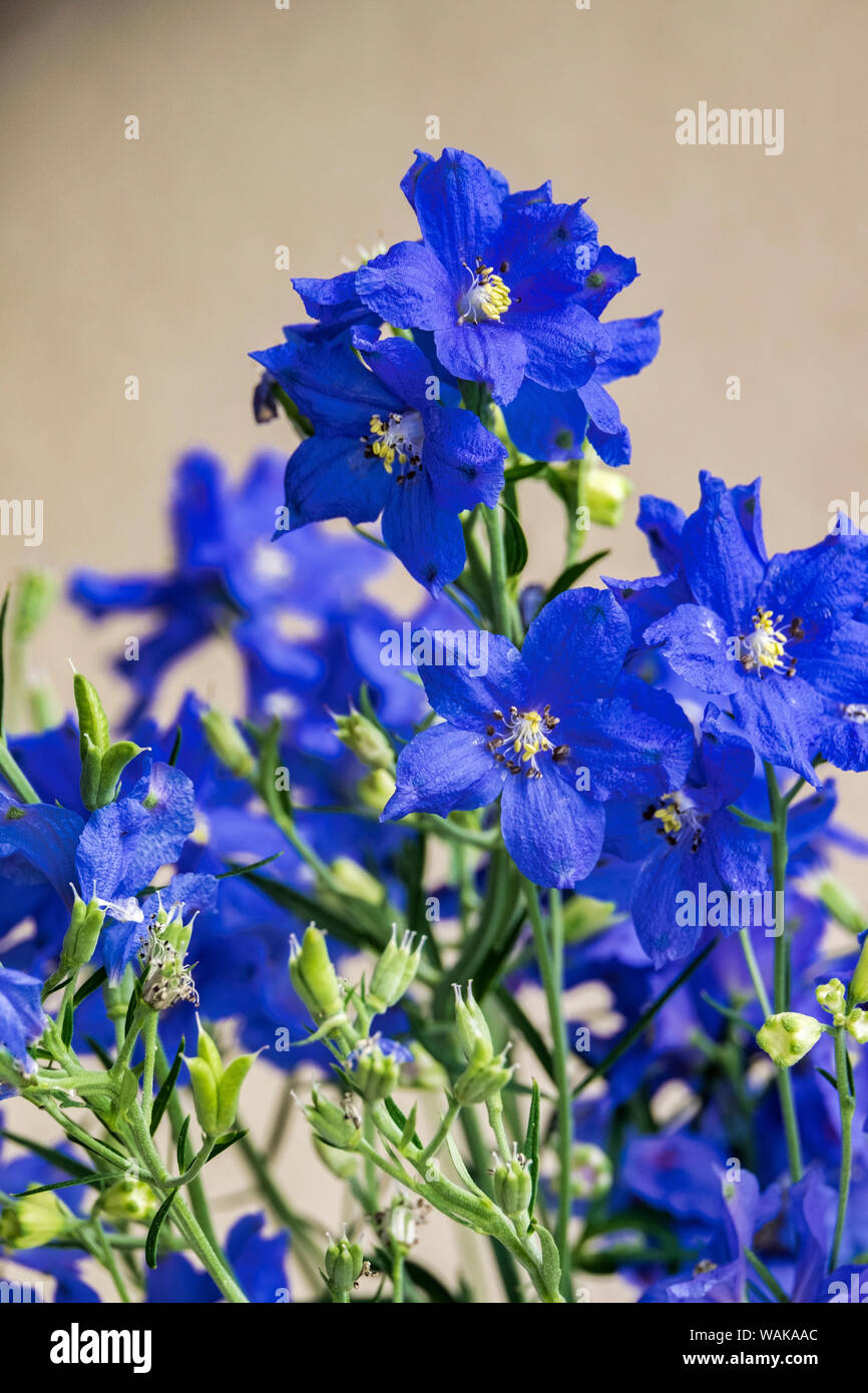 Delphinium green hi-res stock photography and images - Alamy
