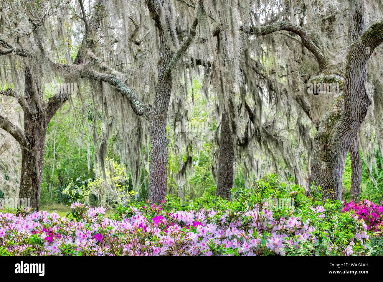 Pink azalea bush and live oak trees with Spanish Moss, Florida, USA ...