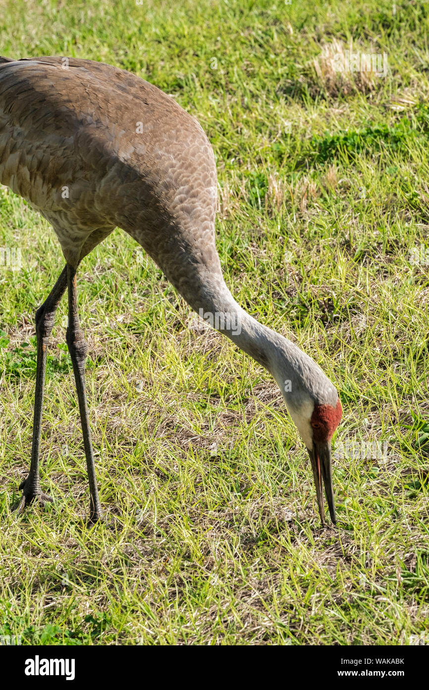 Crane feeding hi-res stock photography and images - Alamy