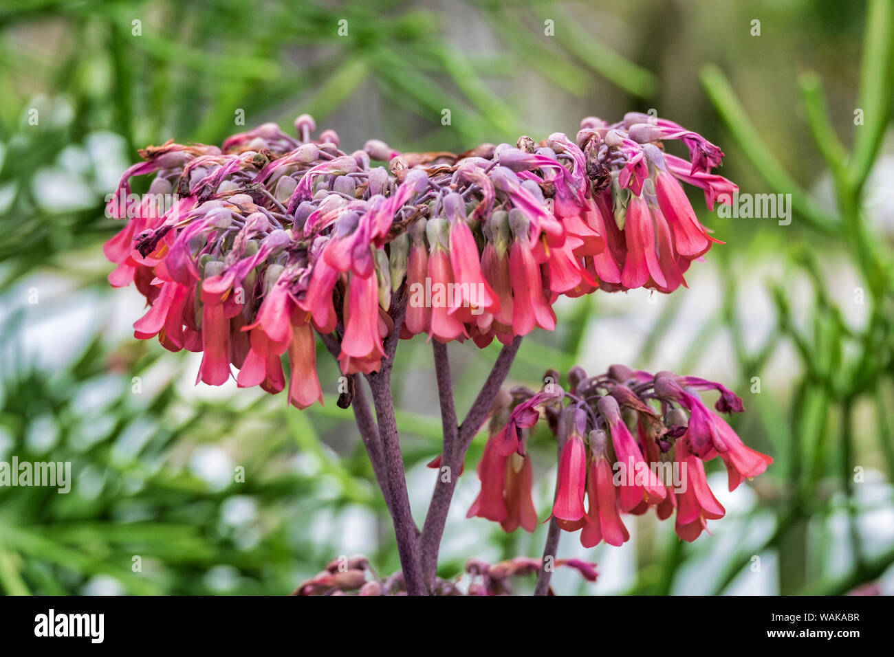 Kalanchoe delagoensis hi-res stock photography and images - Alamy