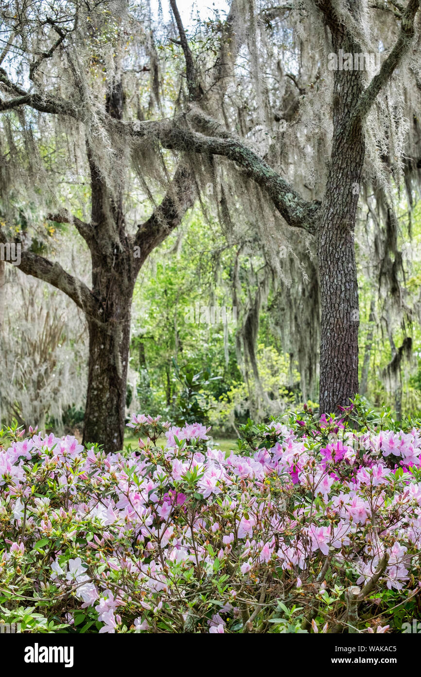 Azalea Florida Stock Photos & Azalea Florida Stock Images - Alamy
