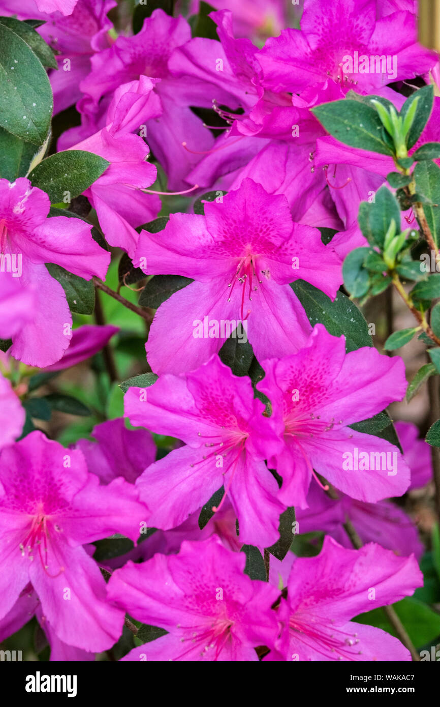 Azalea florida hi-res stock photography and images - Alamy