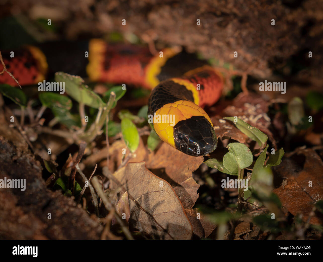 Coral snake (Micrurus fulvius), Florida Stock Photo - Alamy
