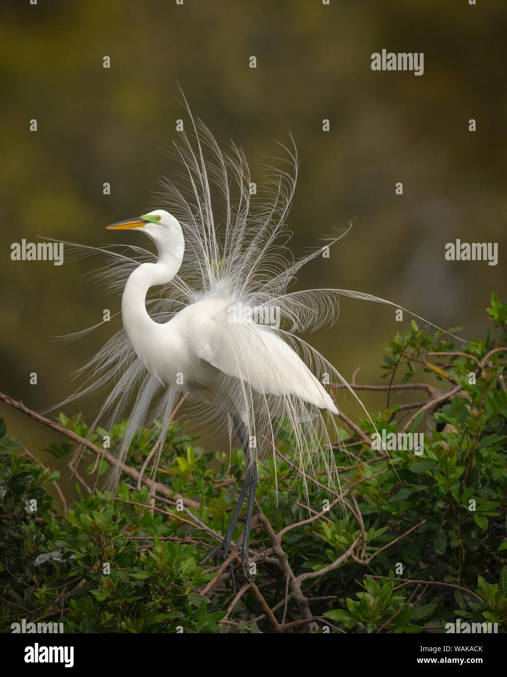 Great Egret (Ardea alba), Venice Rookery, Venice, Florida Stock Photo ...