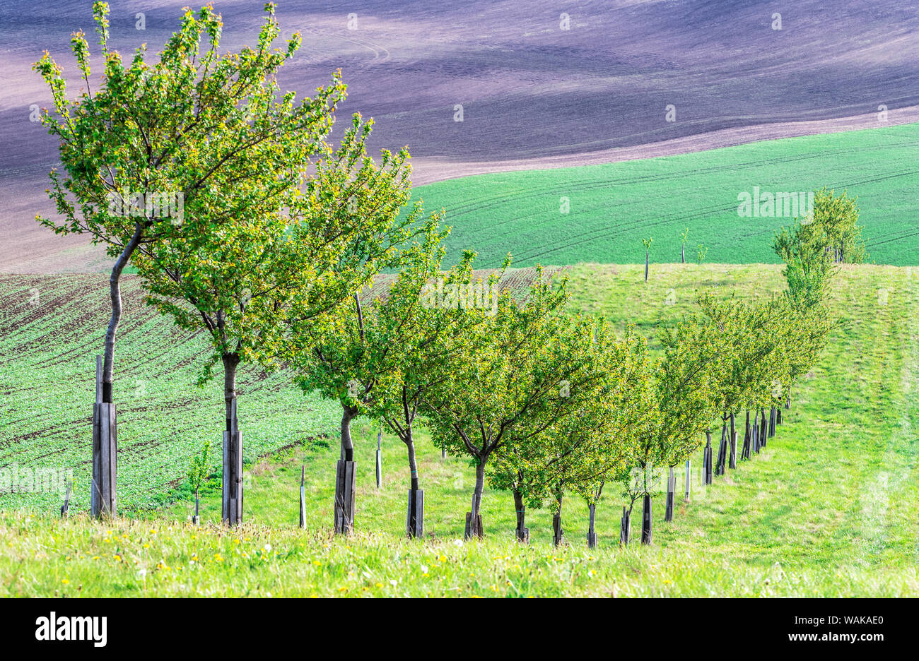 The line of trees in the rolling hills of Moravia, Czech Republic Stock ...