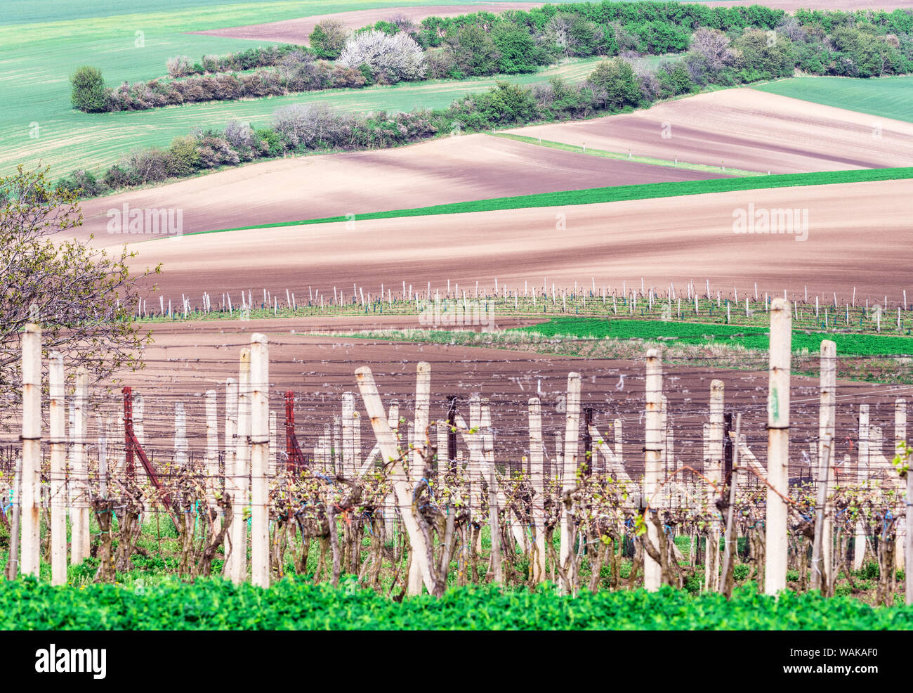 The rolling hills of Moravia in spring, Czech Republic Stock Photo - Alamy
