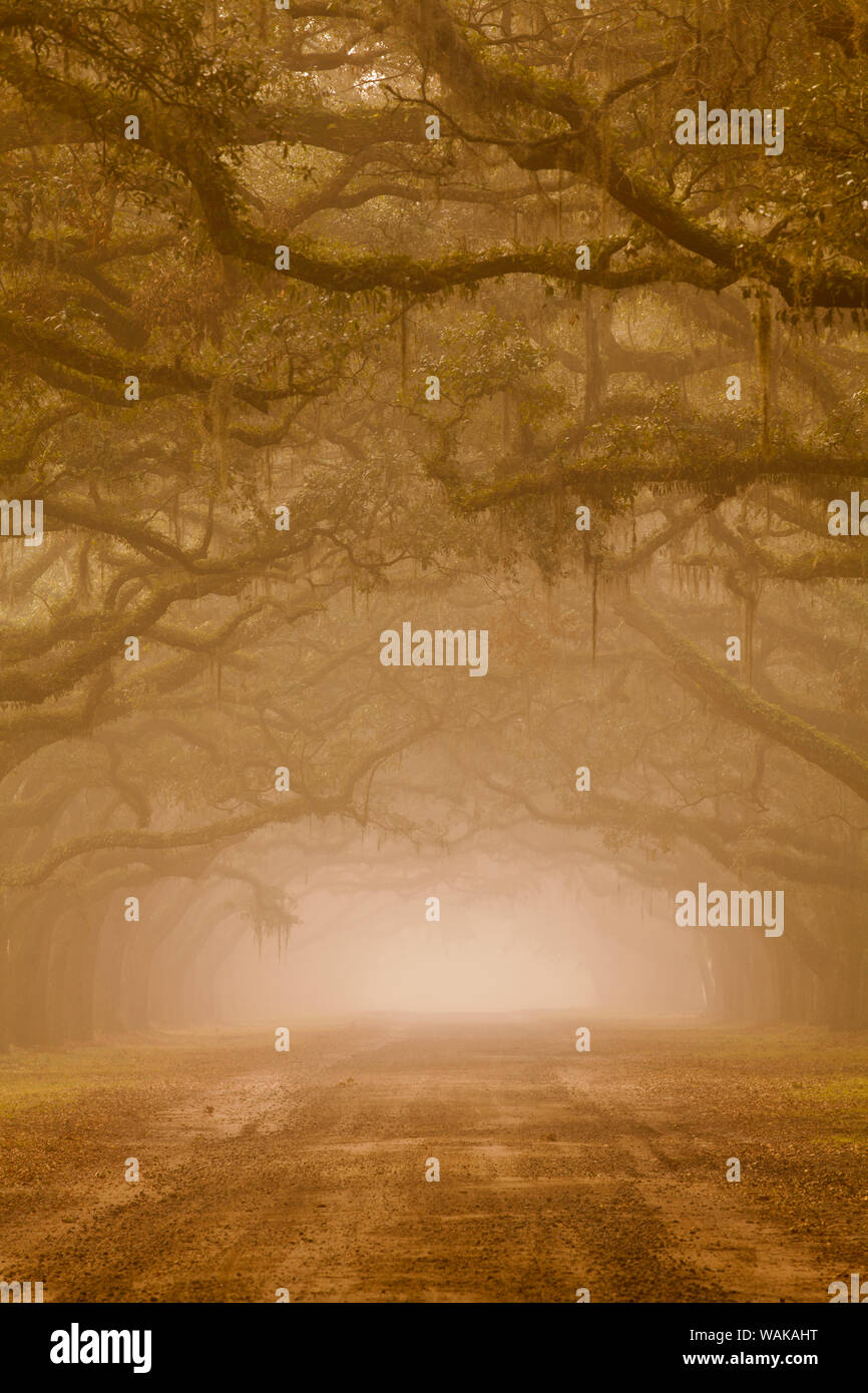 USA, Georgia, Savannah. Wormsloe Plantation Drive in the early morning ...