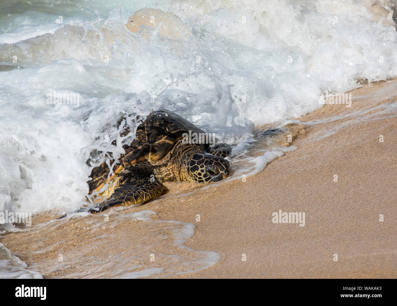 Hookipa green turtle hi-res stock photography and images - Alamy