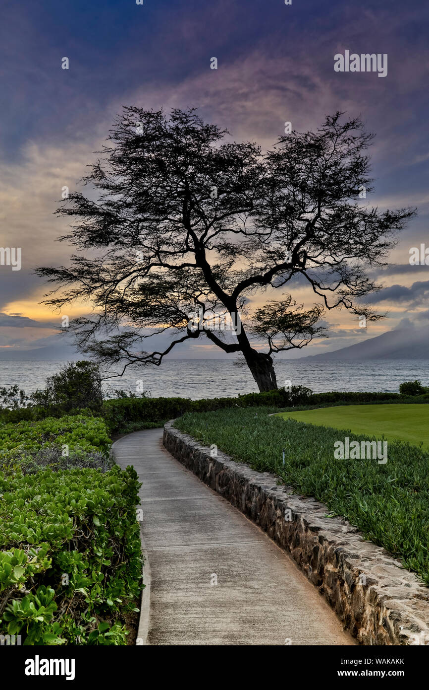 Wailea Beach path with lone tree, Wailea, Maui, Hawaii Stock Photo - Alamy