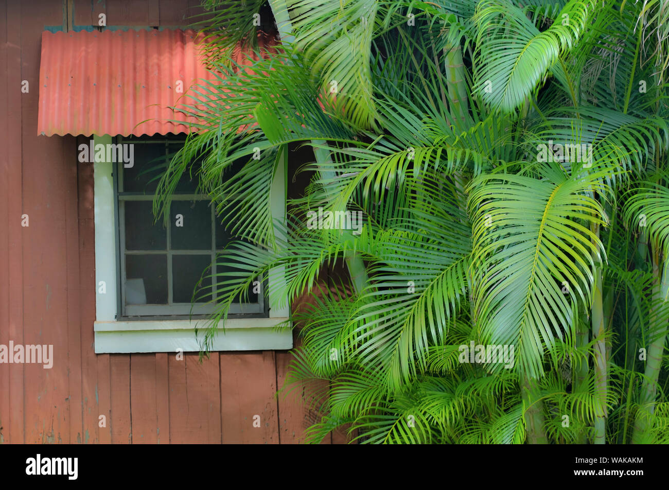 Palm tree beside older building and window Kapalua, Maui, Hawaii Stock ...