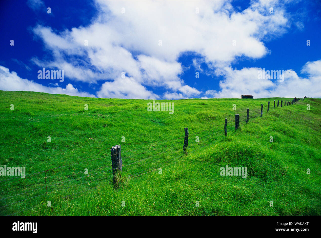 Parker ranch hawaii hi-res stock photography and images - Alamy