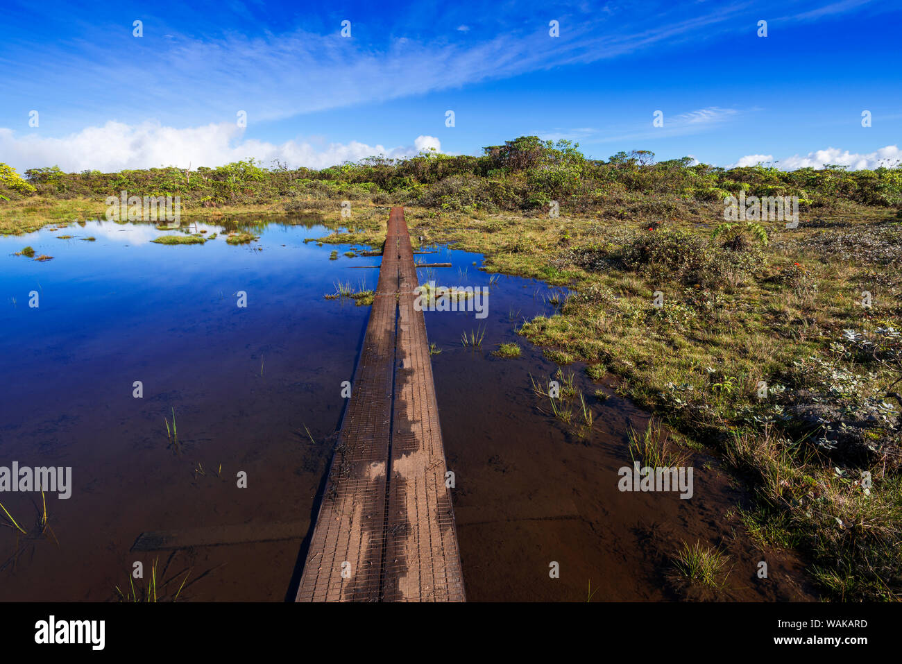 Boardwalk on the Alakai Swamp Trail, Kokee State Park, Kauai, Hawaii ...