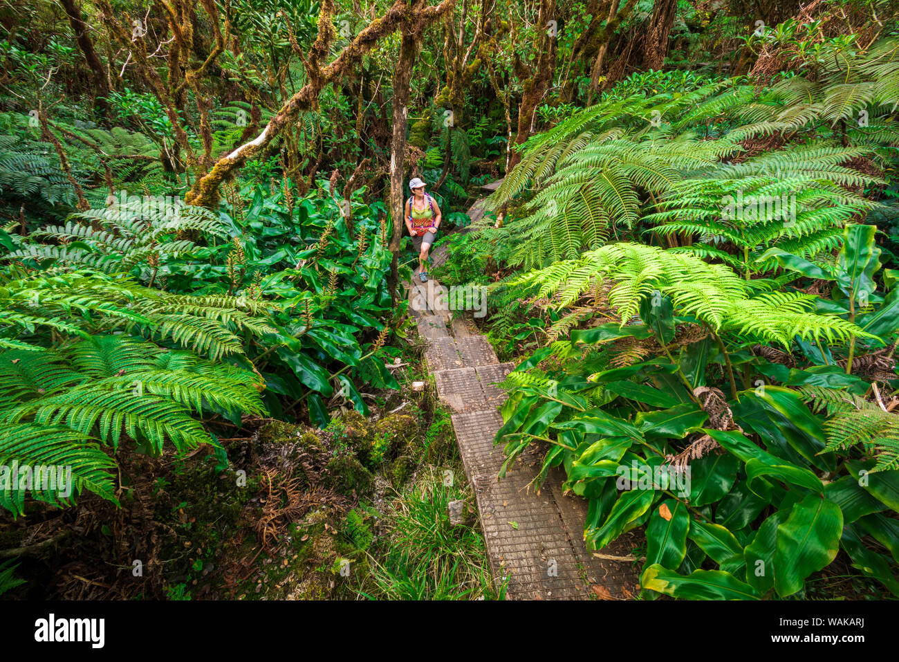 Hiker on the Alakai Swamp Trail, Kokee State Park, Kauai, Hawaii, USA ...