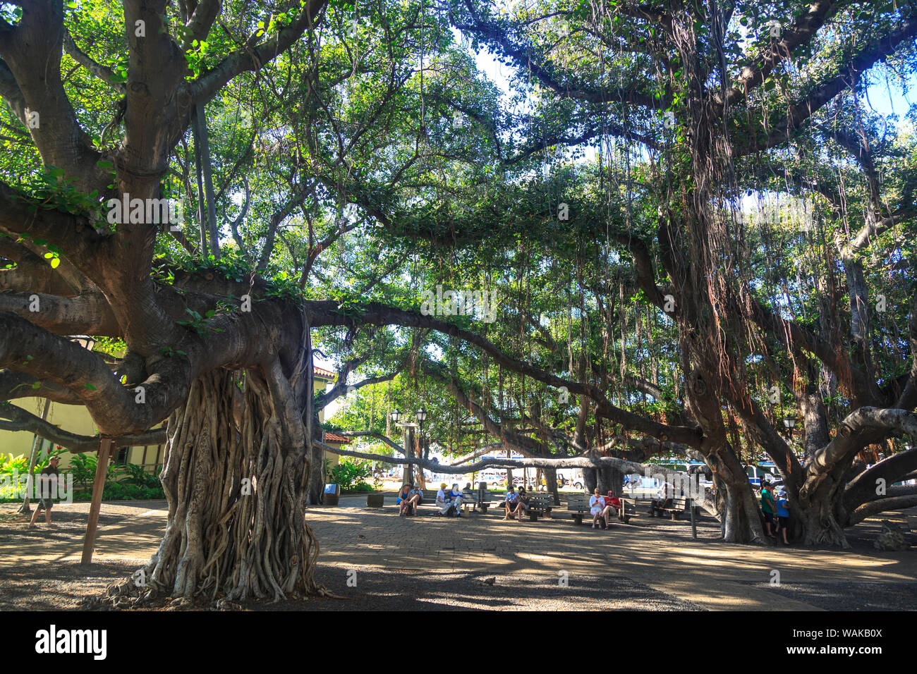 Maui, Hawaii, USA. Banyan trees Stock Photo - Alamy