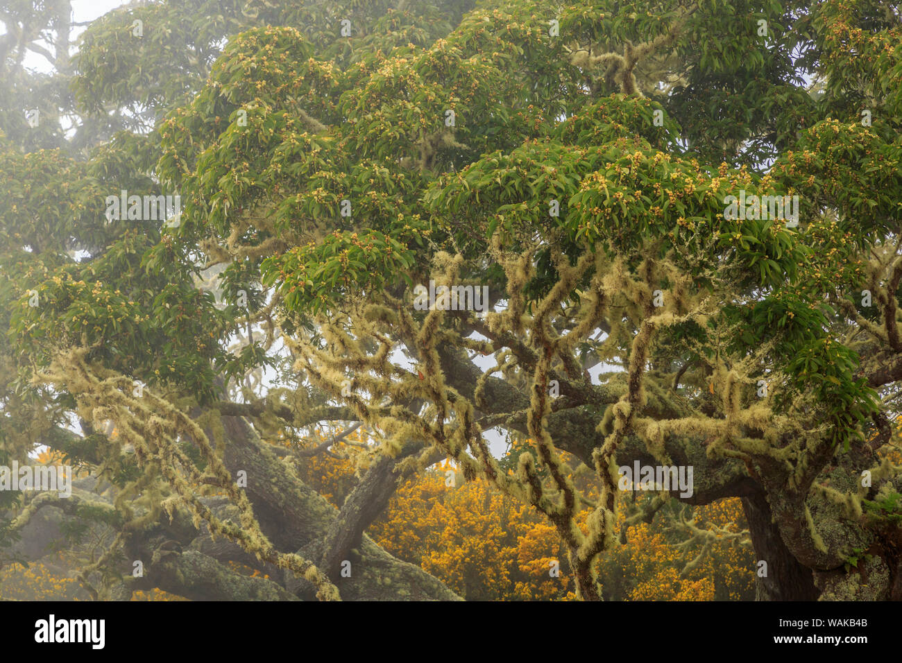 Hakalau Forest National Wildlife Refuge, Big Island, Hawaii Stock Photo ...