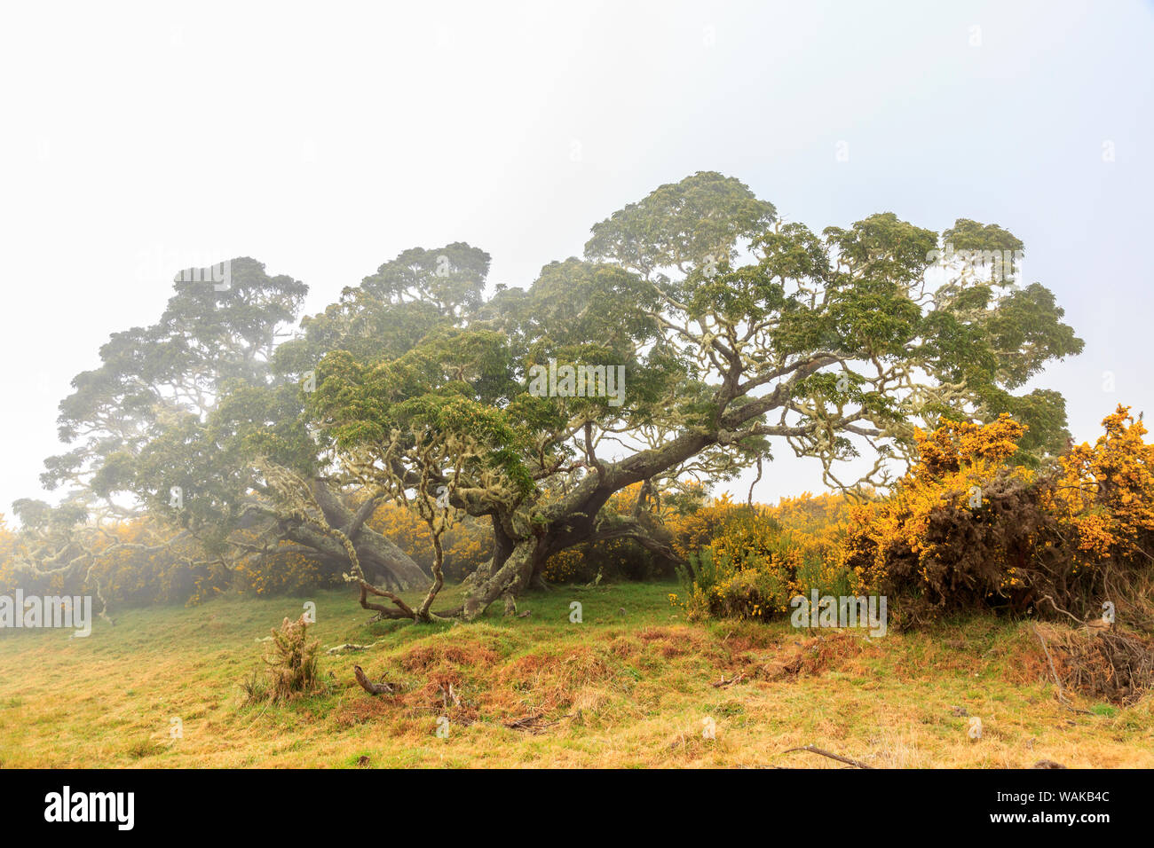Hakalau Forest National Wildlife Refuge, Big Island, Hawaii Stock Photo ...