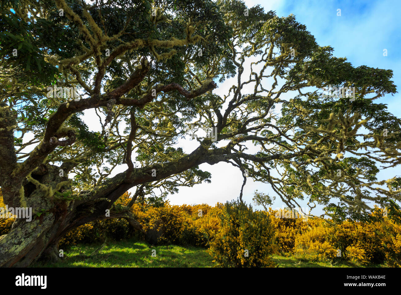 Hakalau Forest National Wildlife Refuge, Big Island, Hawaii Stock Photo ...