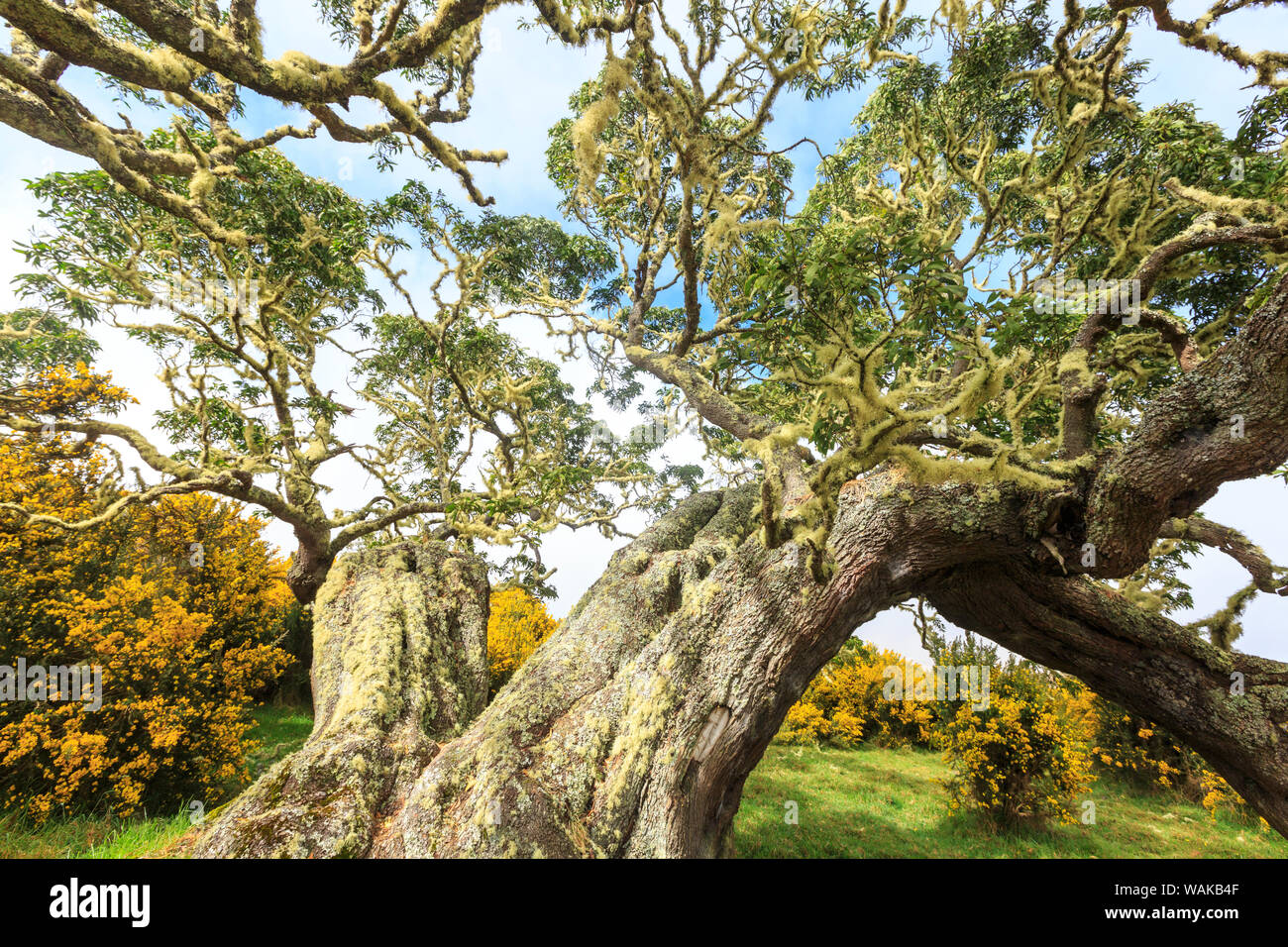 Hakalau Forest National Wildlife Refuge, Big Island, Hawaii Stock Photo ...