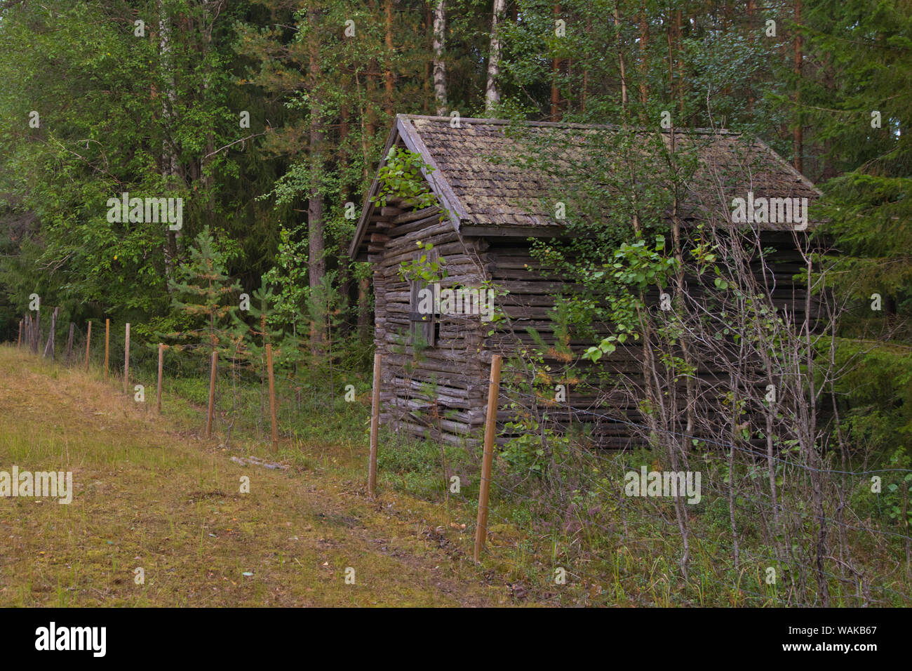 Old finnish forest hi-res stock photography and images - Alamy