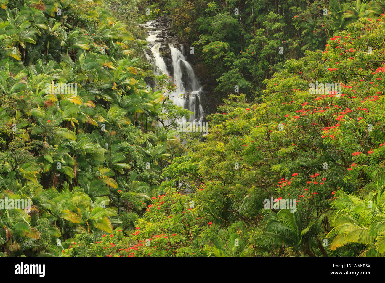 Area around Nanue Falls and stream, Hakalau, Hamakua Coast, Big Island ...