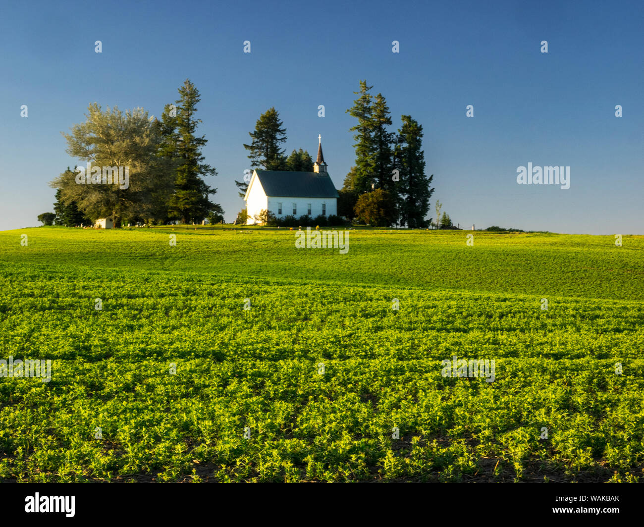 Lentil field hi-res stock photography and images - Alamy