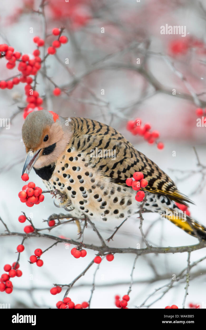 Northern flicker feeding hi-res stock photography and images - Alamy