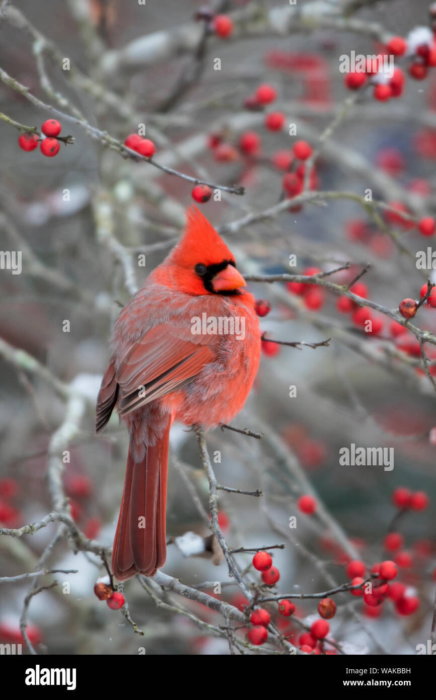 Cardinal in winterberry hi-res stock photography and images - Alamy