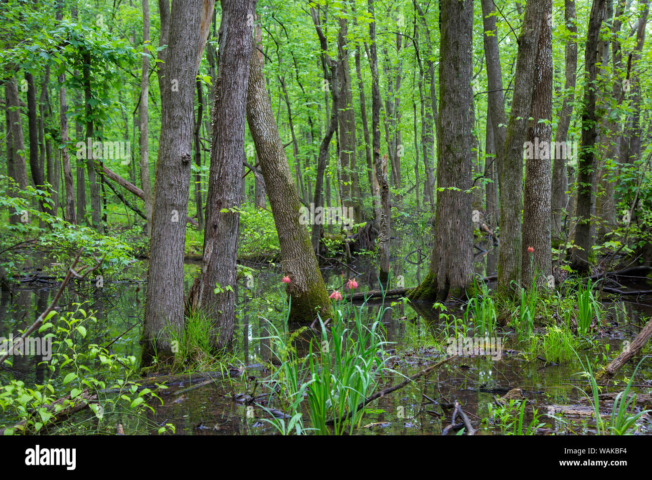 Snake road shawnee national forest hi-res stock photography and images ...