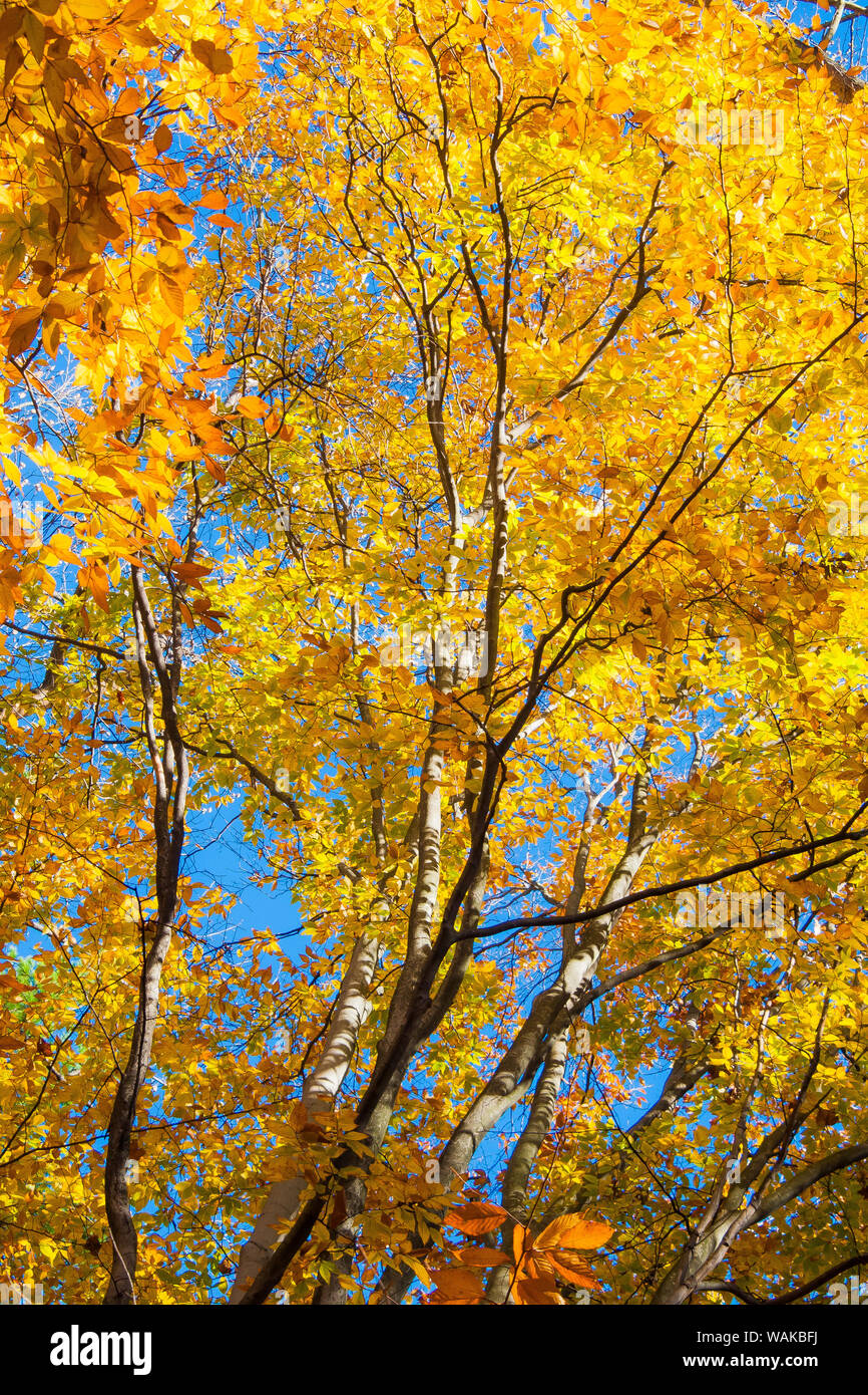Sunlight filtering through colorful Fall foliage Stock Photo - Alamy