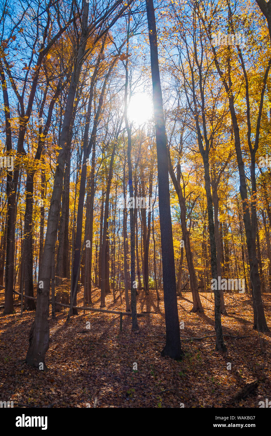 Sun shining through colorful Fall foliage Stock Photo - Alamy