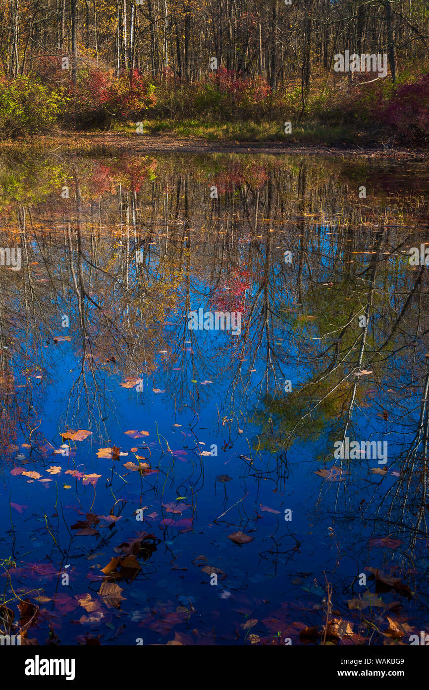 Fall foliage reflection in lake water Stock Photo - Alamy