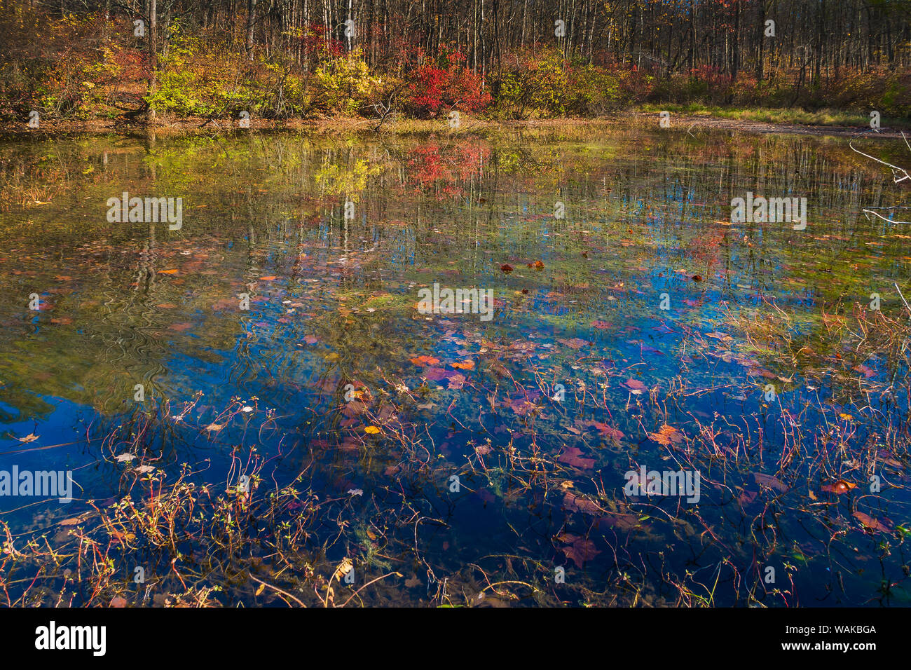 Midwest fall foliage hi-res stock photography and images - Alamy