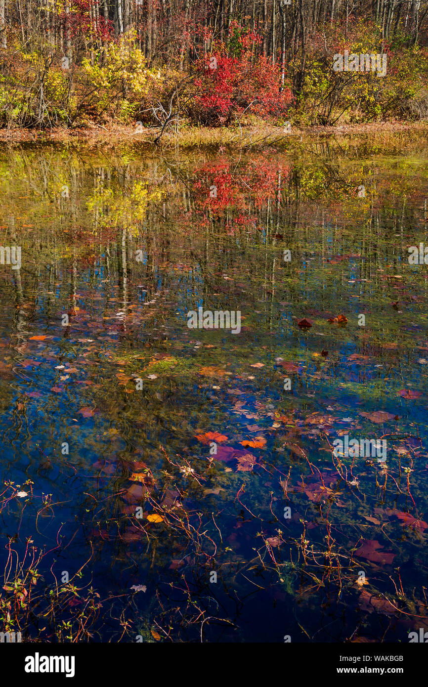 Fall foliage reflection in lake water Stock Photo - Alamy