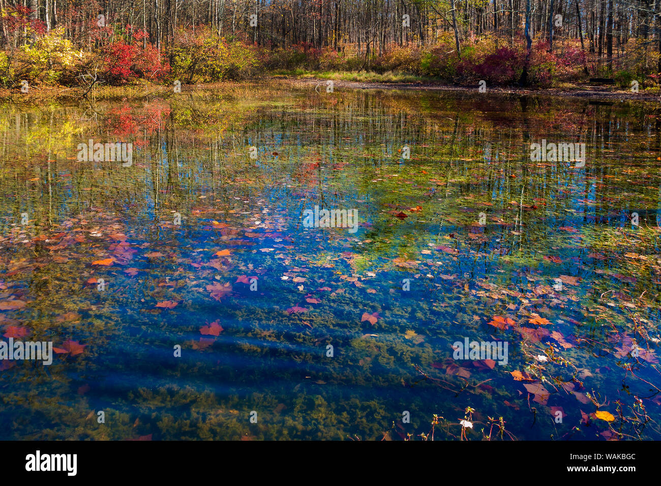 Fall foliage reflection in lake water Stock Photo - Alamy