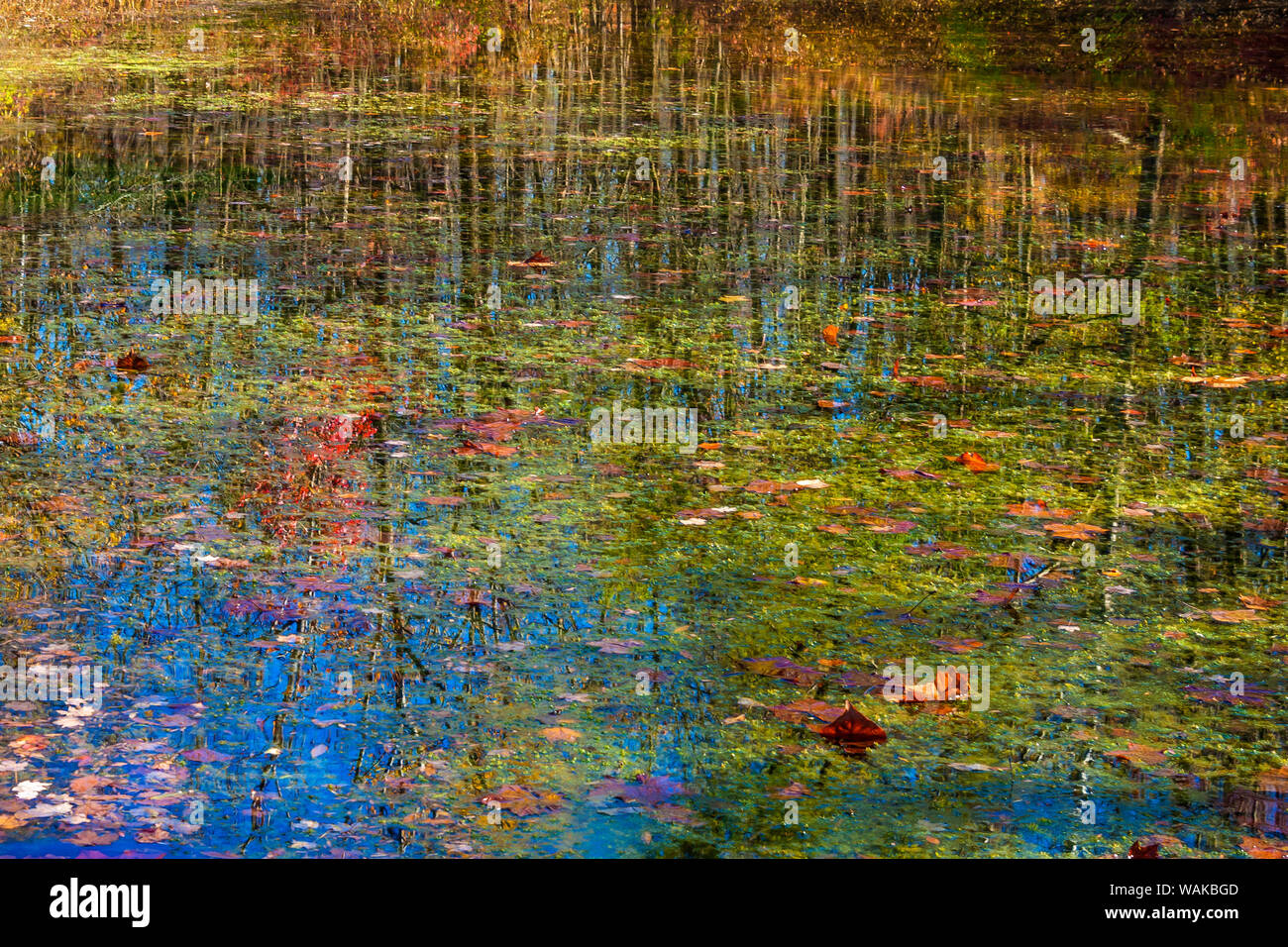Fall foliage reflection in lake water Stock Photo - Alamy