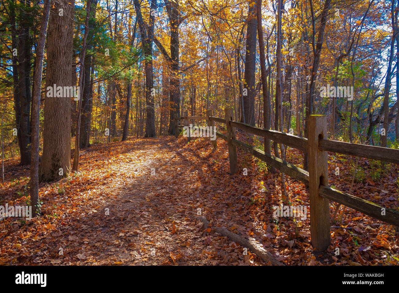 Sun shining through colorful Fall foliage Stock Photo - Alamy