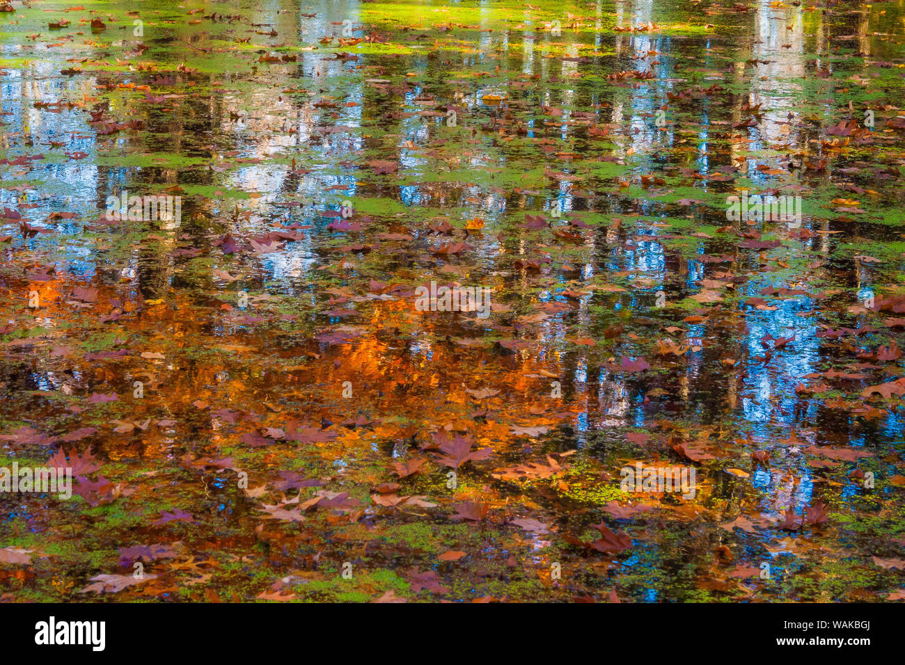 Fall foliage reflection in lake water Stock Photo - Alamy