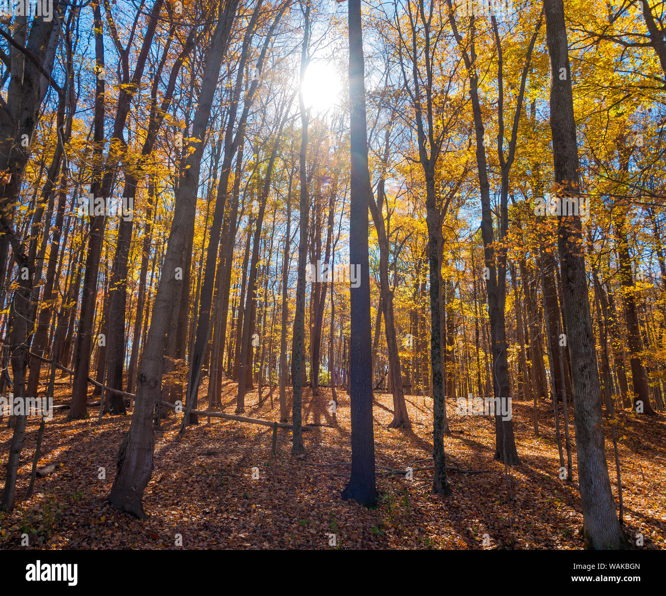 Sun shining through colorful Fall foliage Stock Photo - Alamy