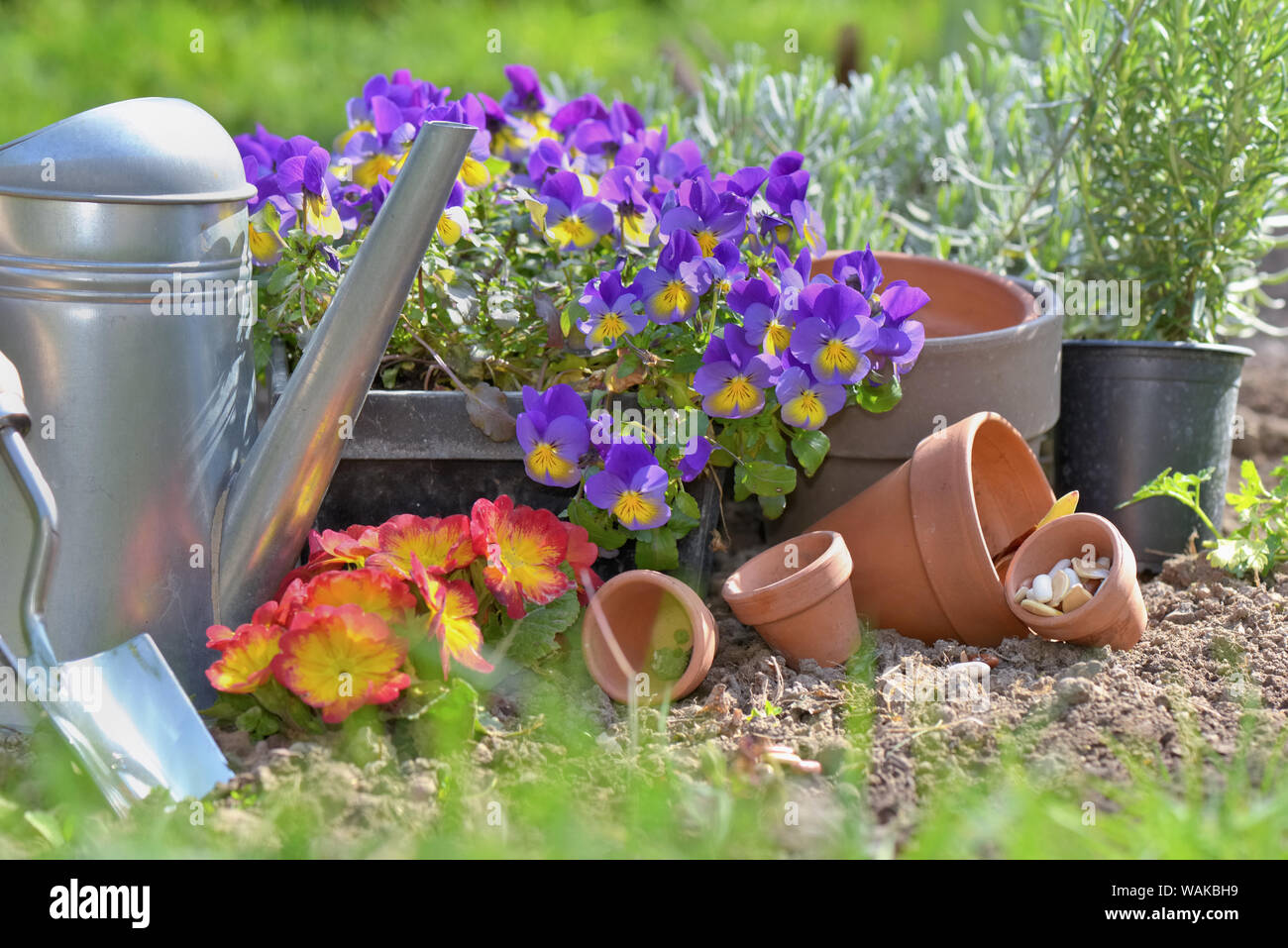gardening equipment for springtime work in a garden Stock Photo - Alamy
