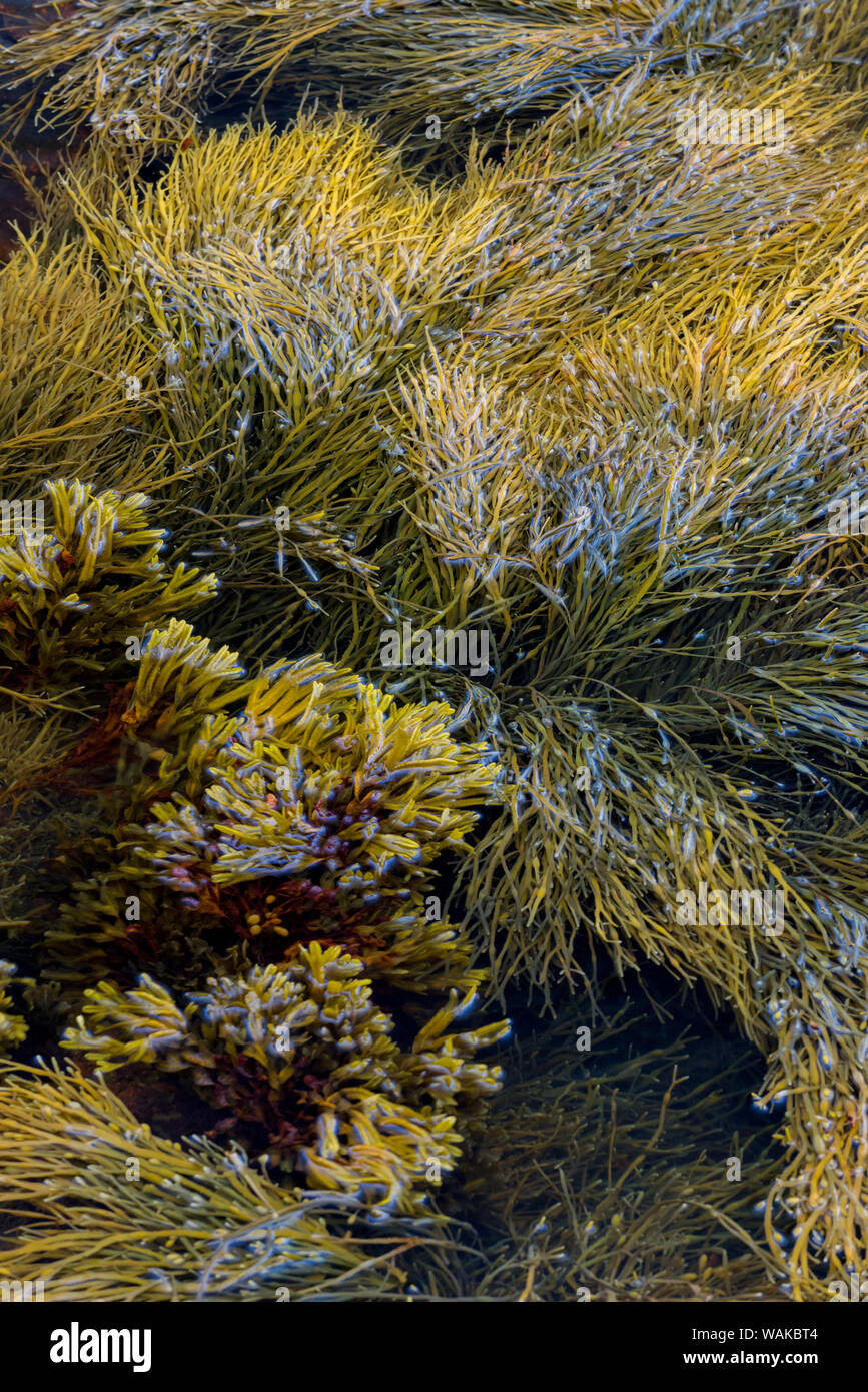 USA, Maine. Kelp floating on ocean tides, Wonderland Stock Photo - Alamy