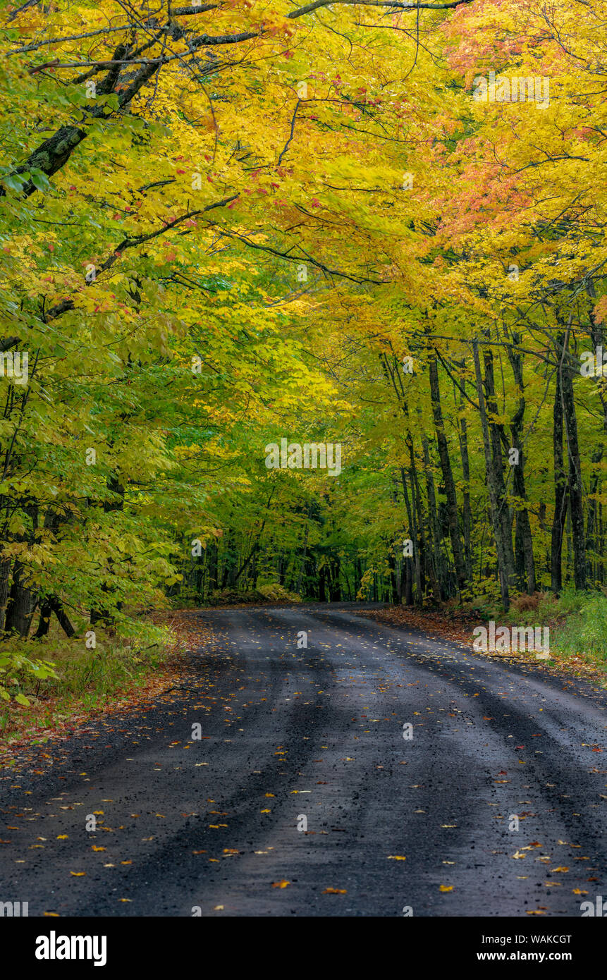 Tree covered road hi-res stock photography and images - Alamy