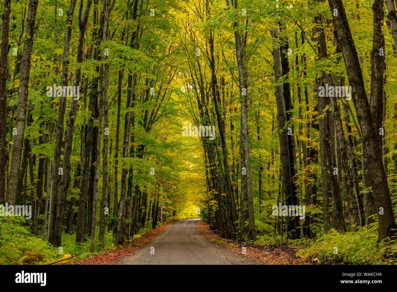 Tree covered road hi-res stock photography and images - Alamy