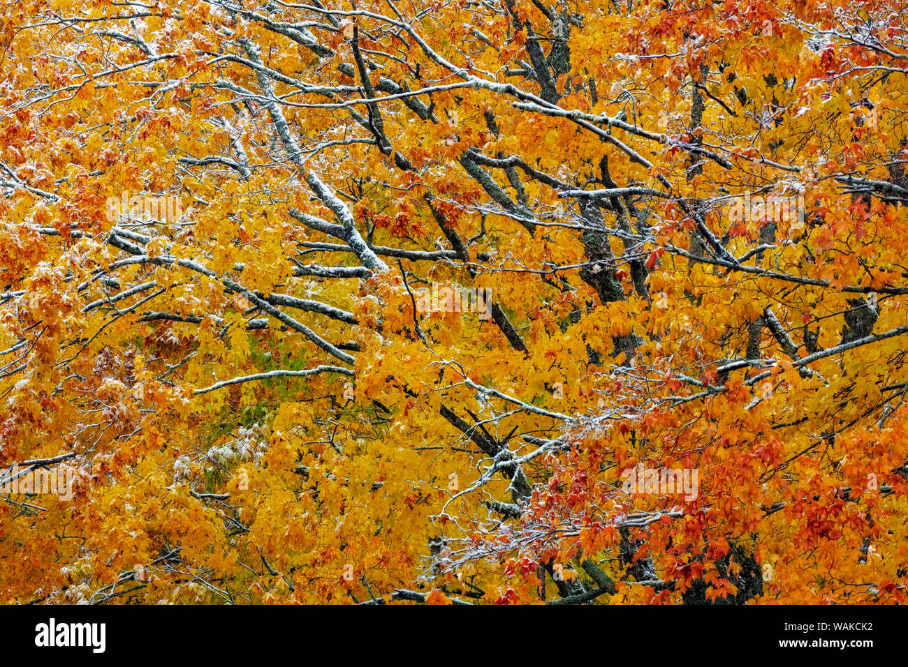 Fall color on the Keweenaw Peninsula in the Upper Peninsula of Michigan ...