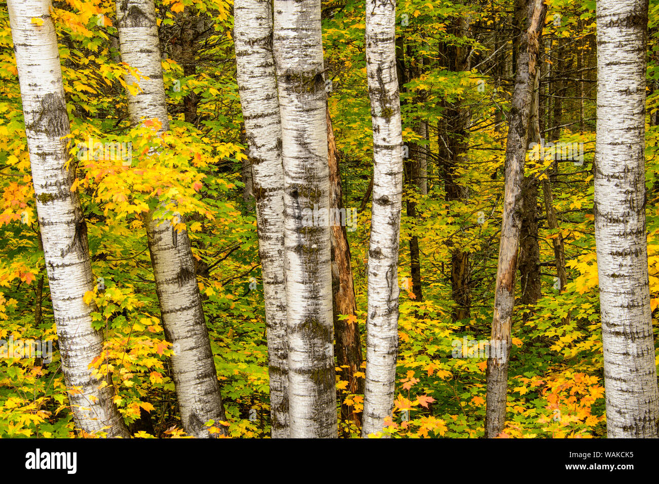 USA, Michigan, Upper Peninsula, fall colors Stock Photo - Alamy